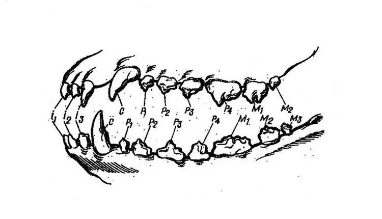 狗牙齒的結構