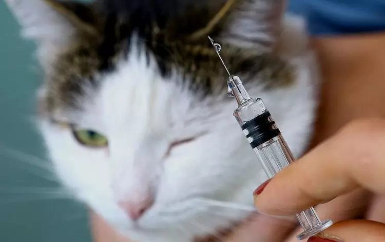Injeksi kucing