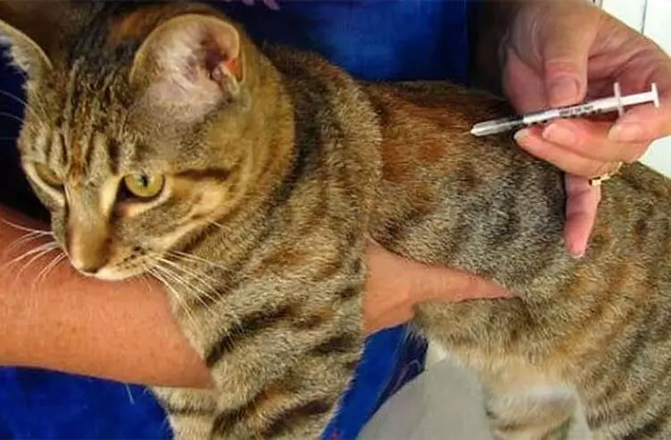 Injeksi kucing