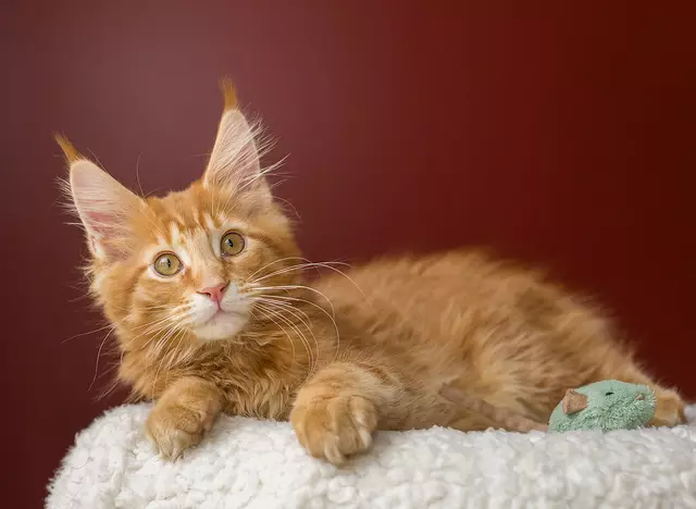 Maine Coon ਬਿੱਲੀ ਦਾ ਬੱਚਾ