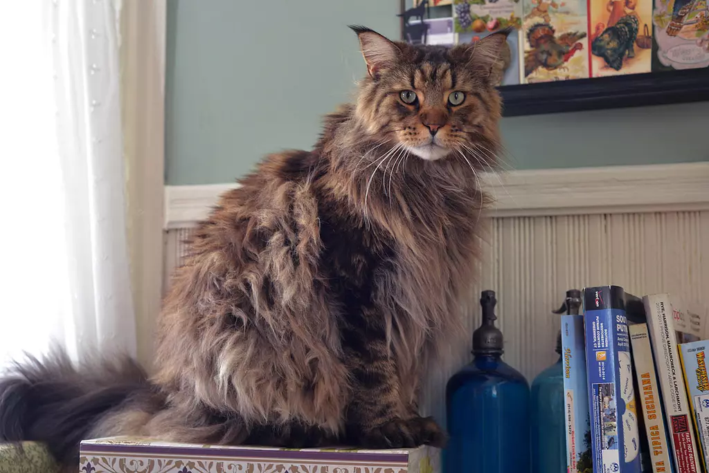 Maine Coon kitab rəfində