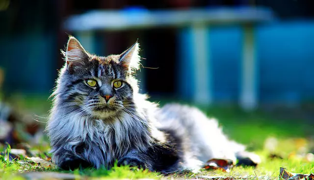 Maine Coon cat akan ciyawa