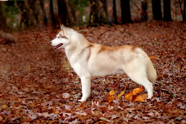 Roter Husky auf roten Blättern