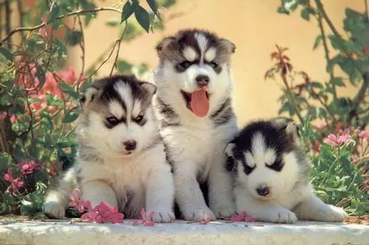 Husky hondjies