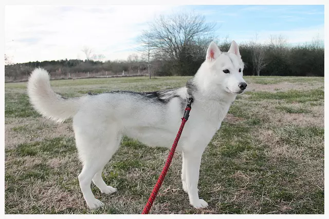 Husky aan 'n leiband