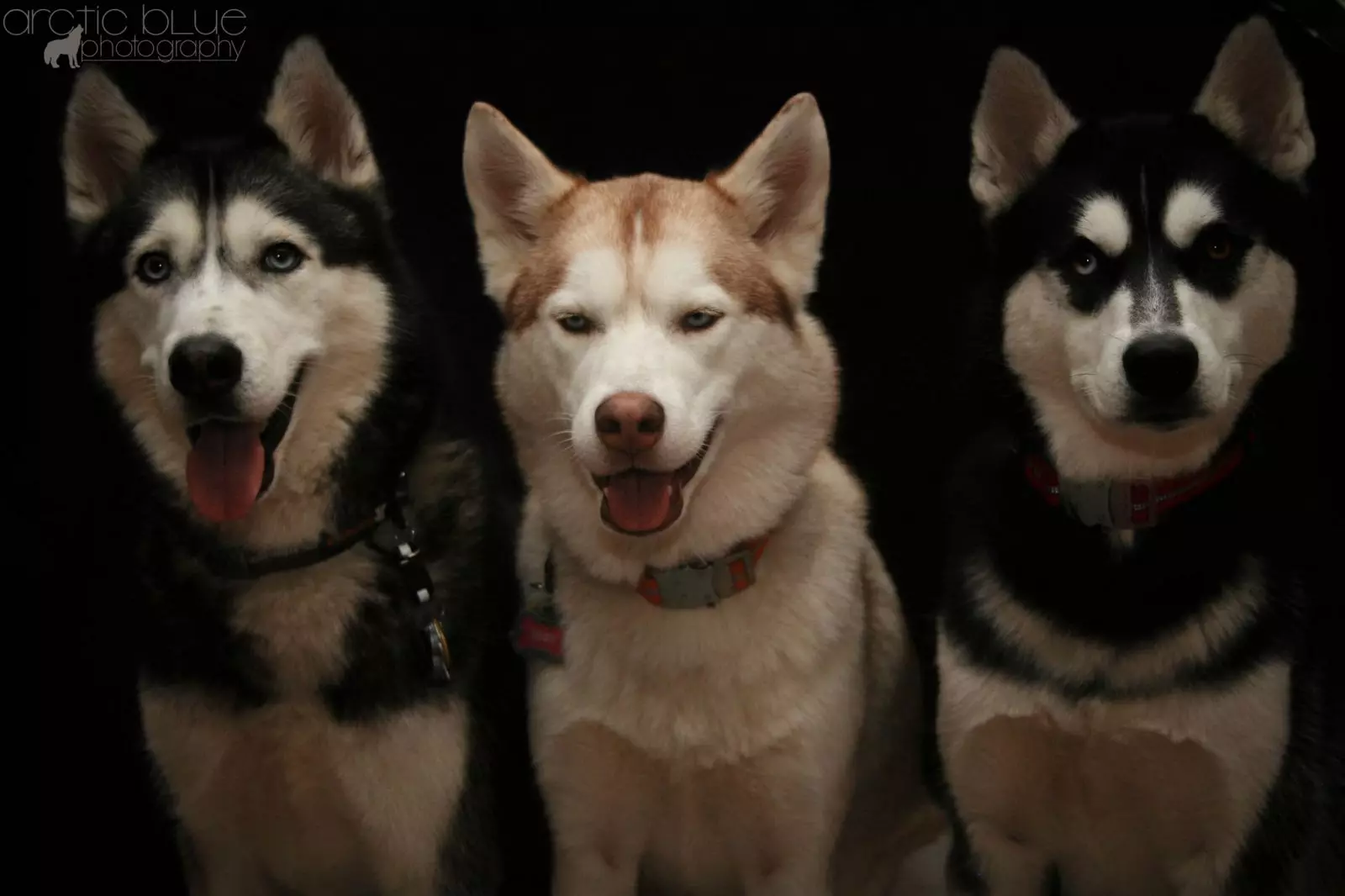 Drie pragtige huskies