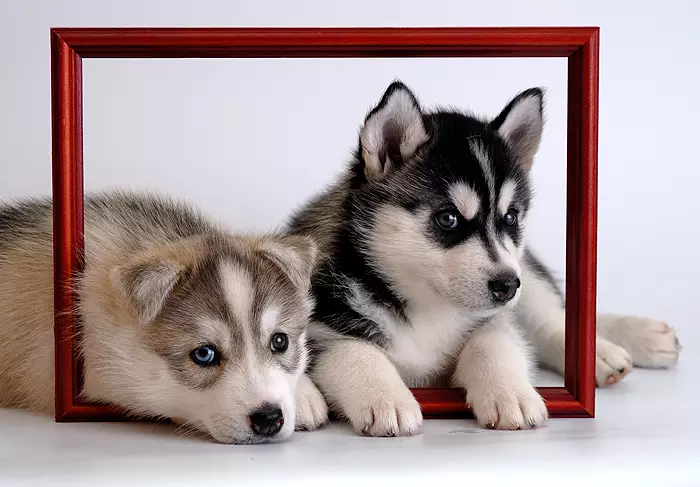 Twee husky hondjies