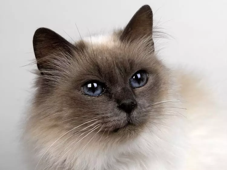 파란 눈을 가진 아름다운 고양이