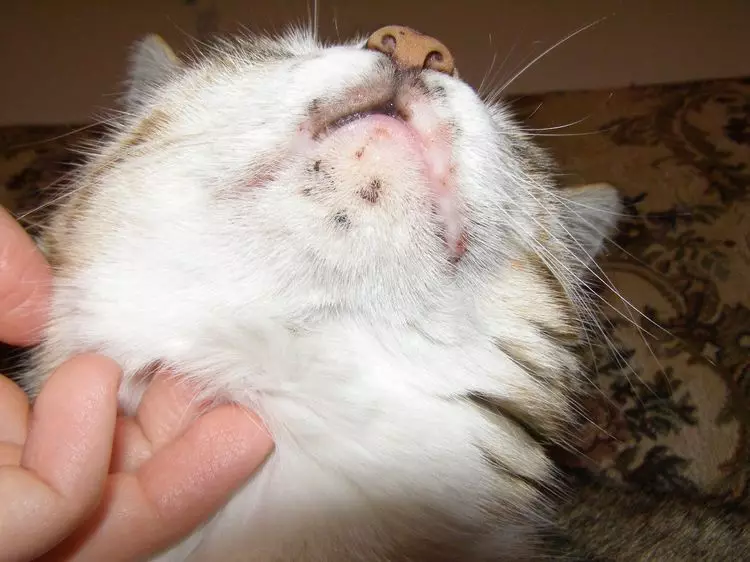 Black dots on the chin of a cat