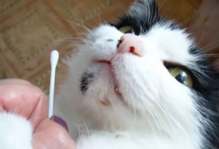 Cat chin treatment