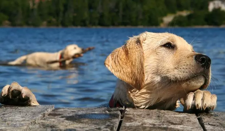 Les chiens se baignent