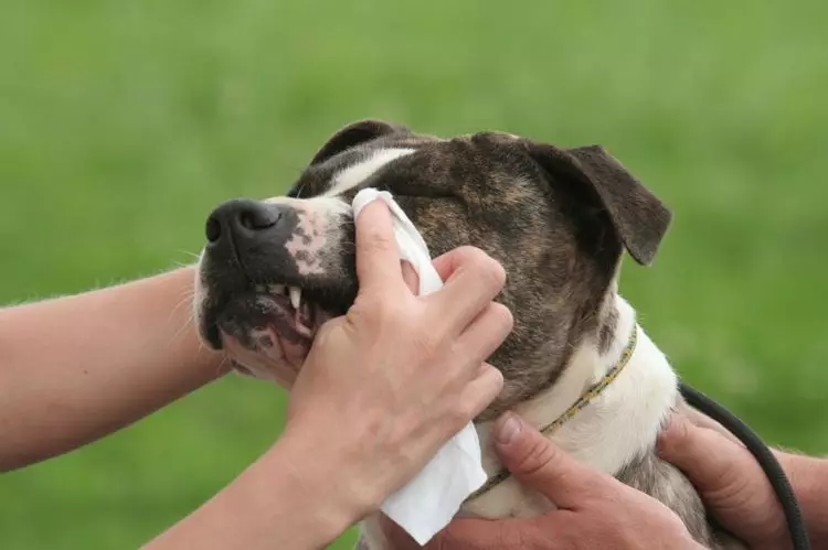 Conjonctite chez un chien