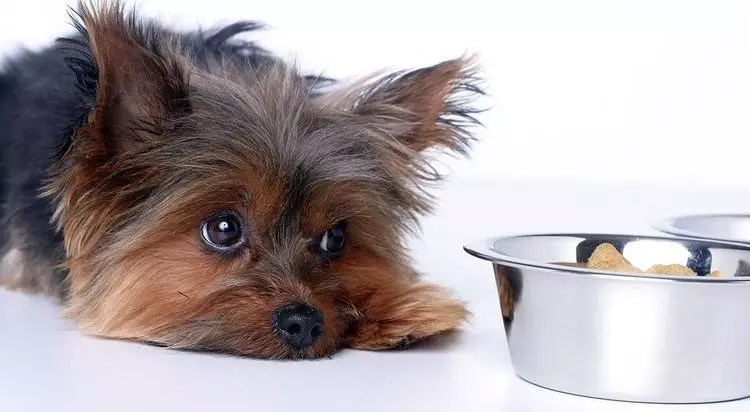 Chien avec un bol