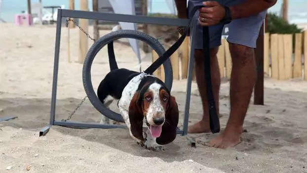 perro basset playa