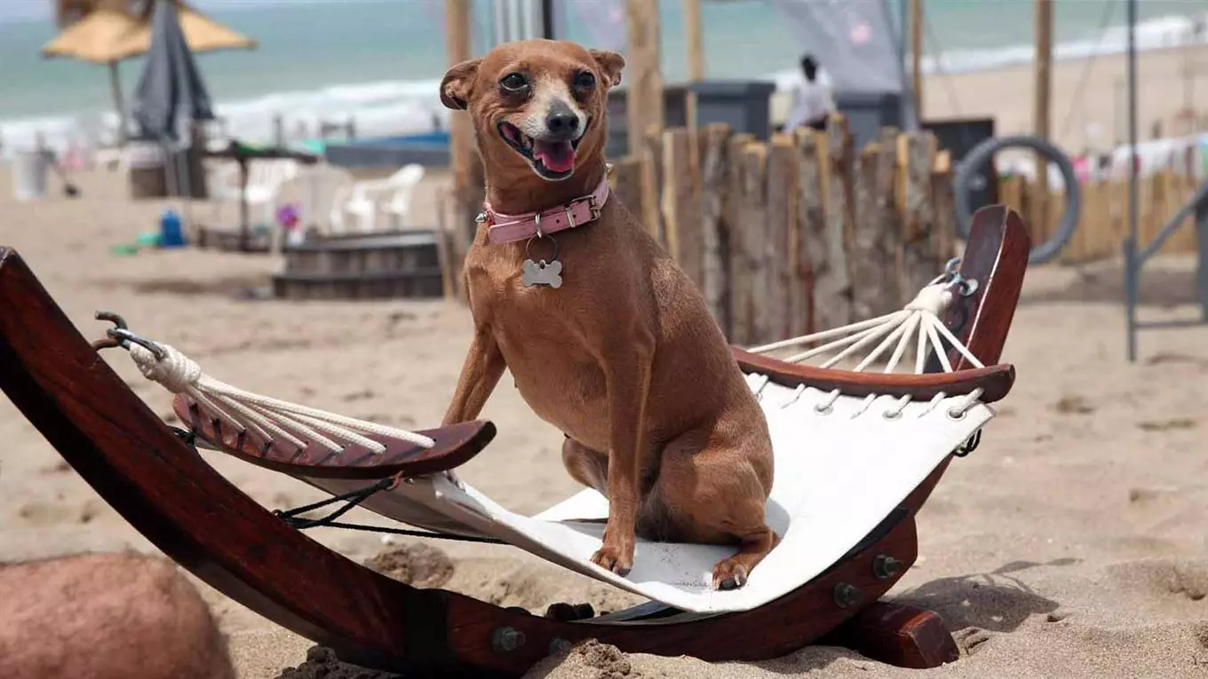 praia de cachorro