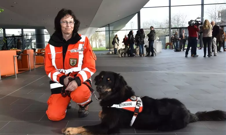 Cani da salvataggio allo spettacolo