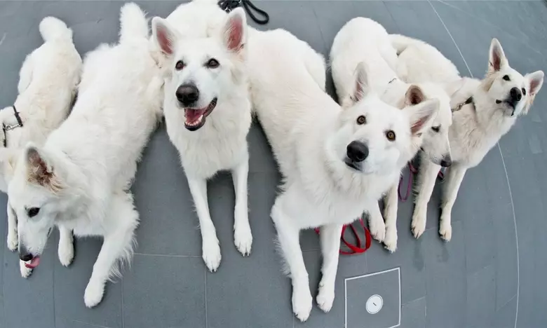 partecipanti a una mostra canina