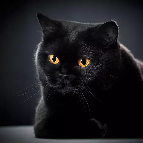 შავი ბრიტანული კატა