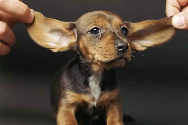 Puppy with big ears