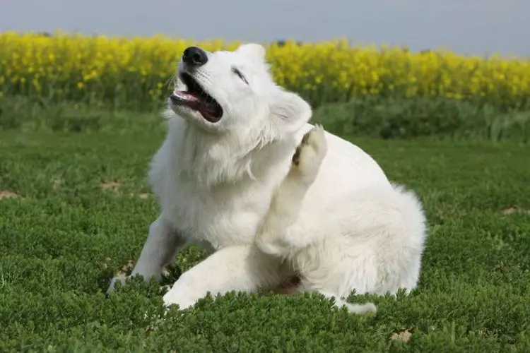 犬が耳を掻く