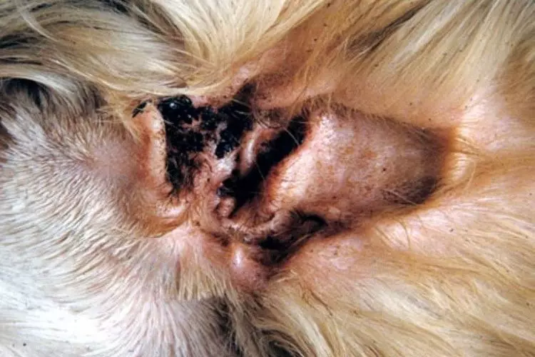 Otodectosis in a dog