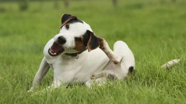 Dog scratches his ears