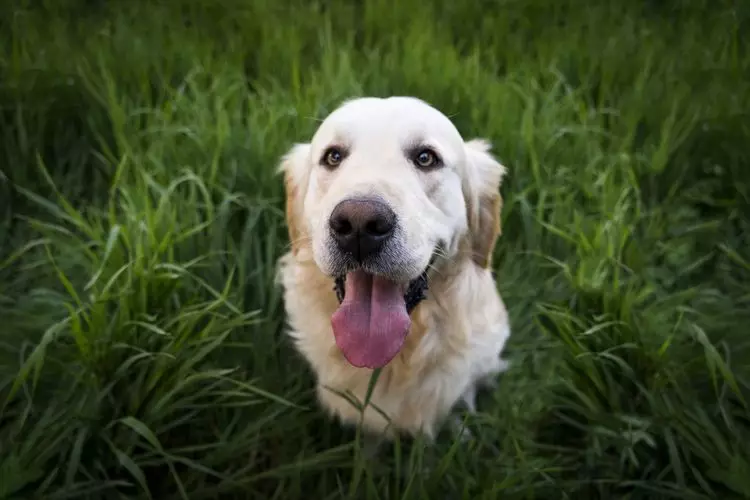 Chien sur l'herbe