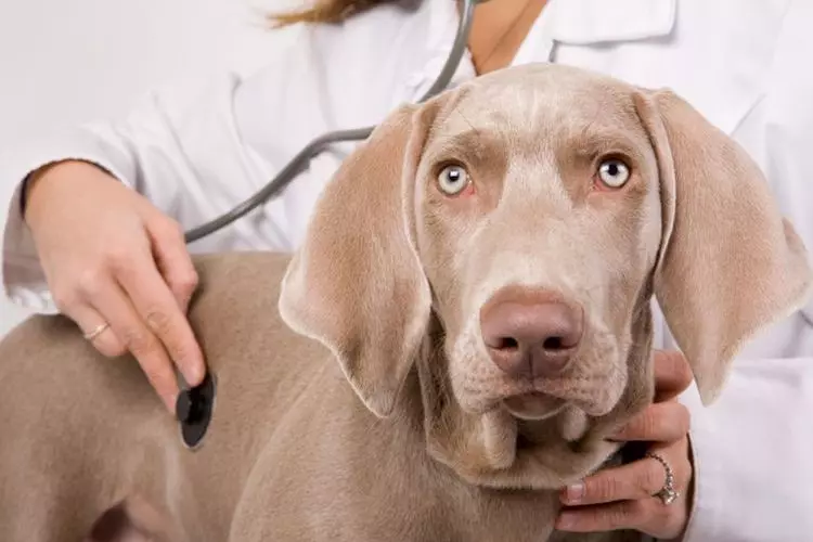 Dog at the vet