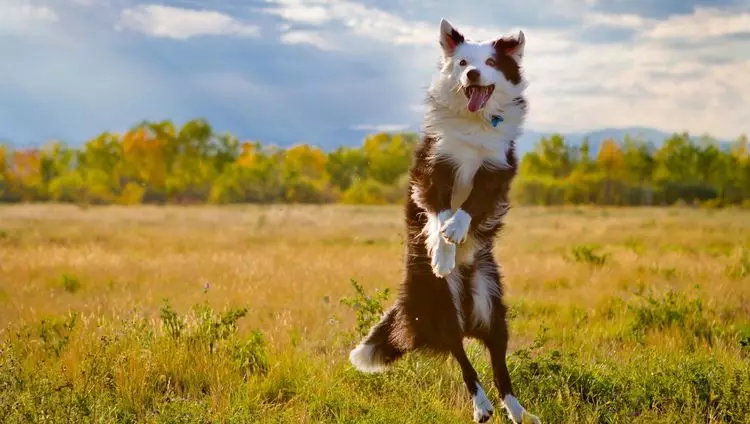 Hund i feltet