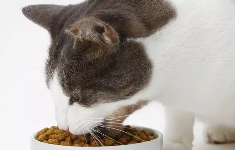 猫はボウルから乾物を食べる