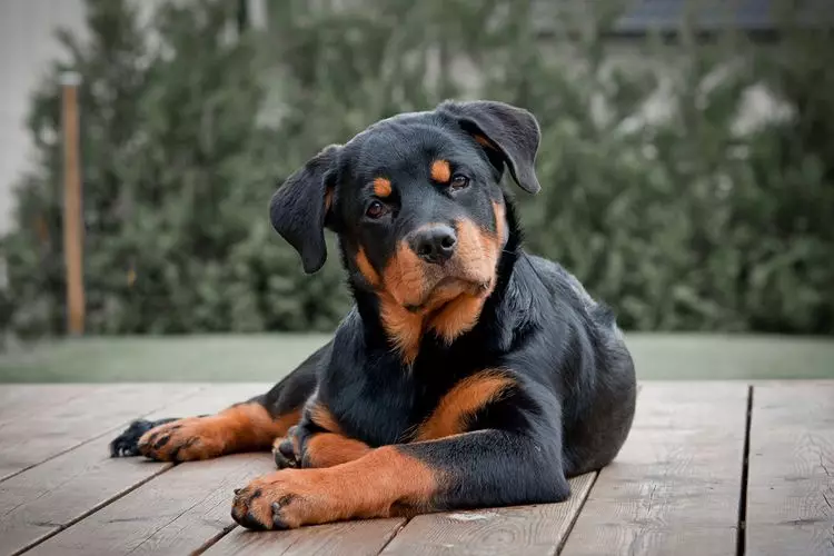 Ọmọ aja Rottweiler