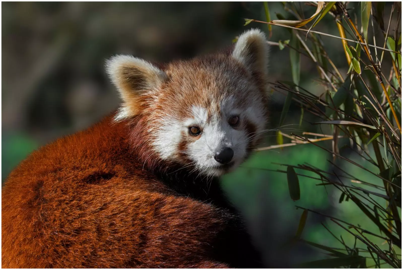 panda, panda rojo, todo sobre animales, animales