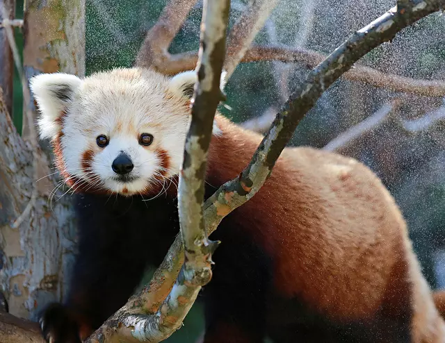 stil ta 'ħajja, trobbija, pandas ħomor