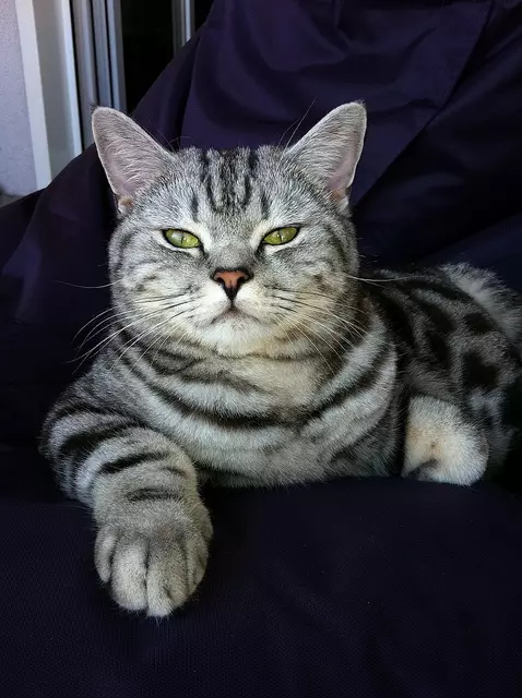 İngilis gümüşü tabby