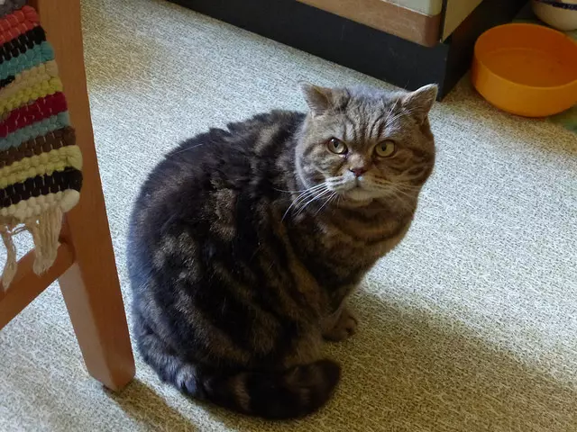 Marble British Shorthair