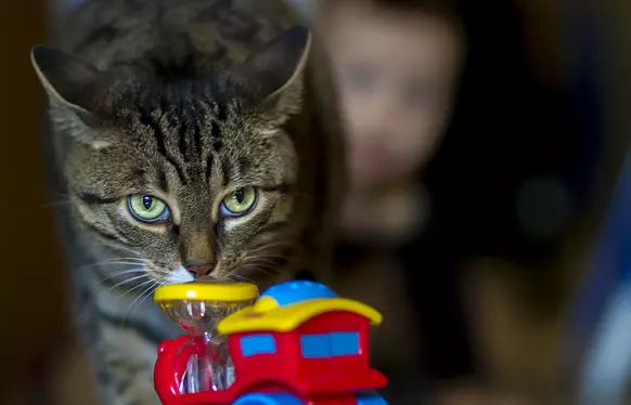 Gatos são muito curiosos