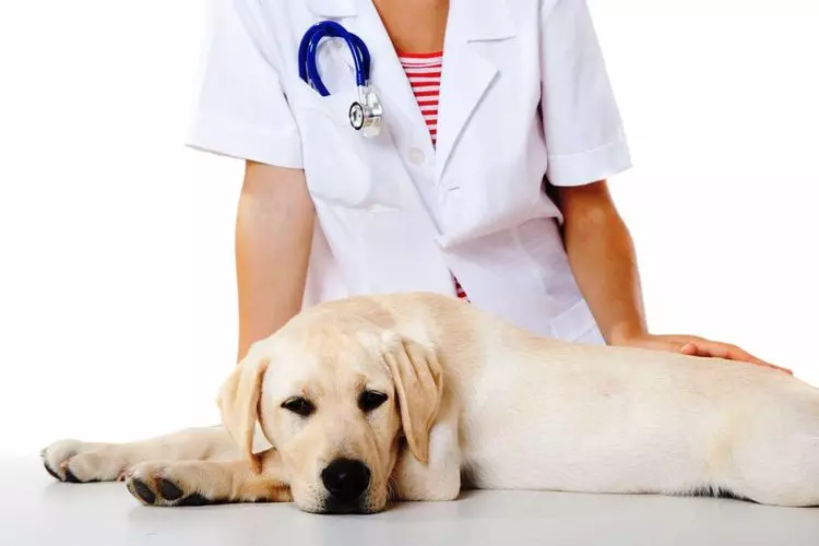 Chien chez le médecin