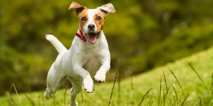 Glücklicher Hund