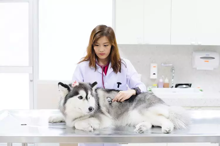 Examen del gos