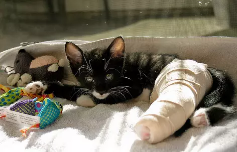 Arme kitten geniet ondanks verwondingen van het leven