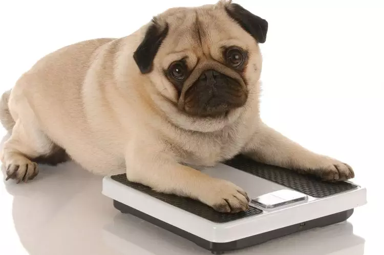 The pug is being weighed