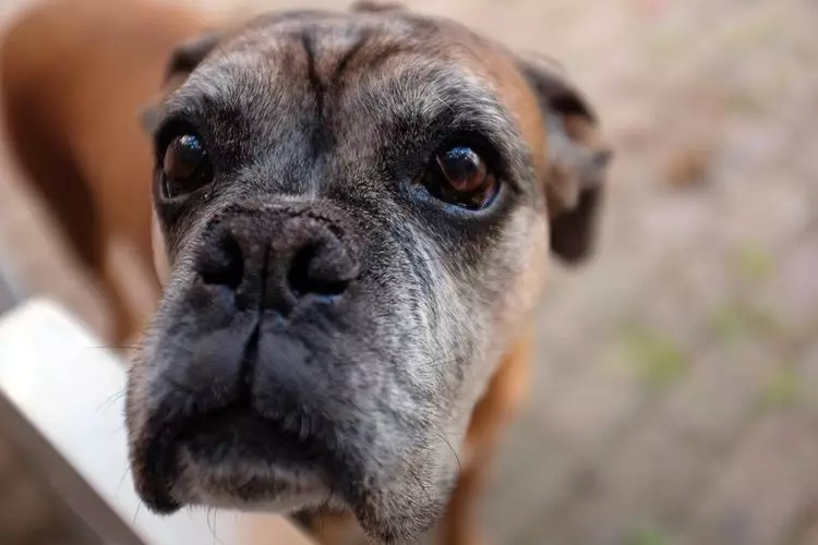 Cachorro com olhos tristes