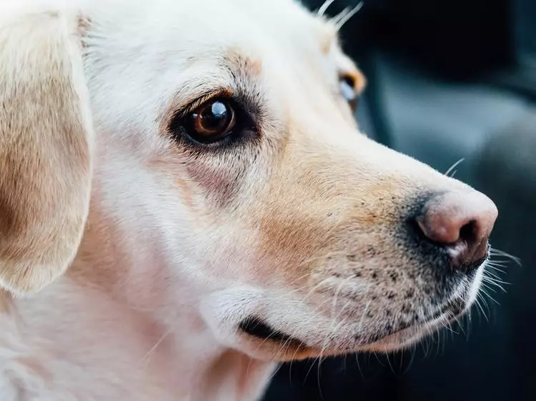 cachorro branco