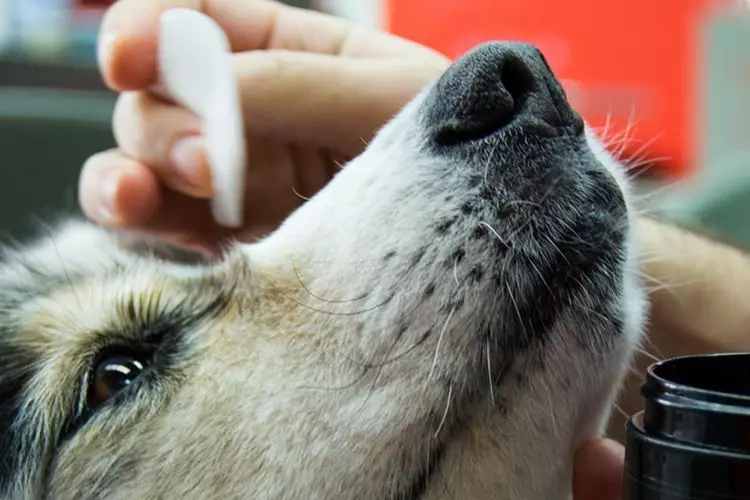 Olhos de cachorro pingam