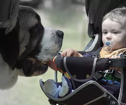 Tenha muito cuidado com os animais, especialmente animais selvagens ou vadios.