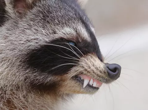 Animais selvagens são culpados muito comuns de infestações de raiva por animais de estimação.