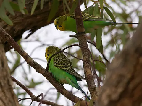 पोपट बहुतेकदा गंभीर मानवी रोगांचे गुन्हेगार असतात.