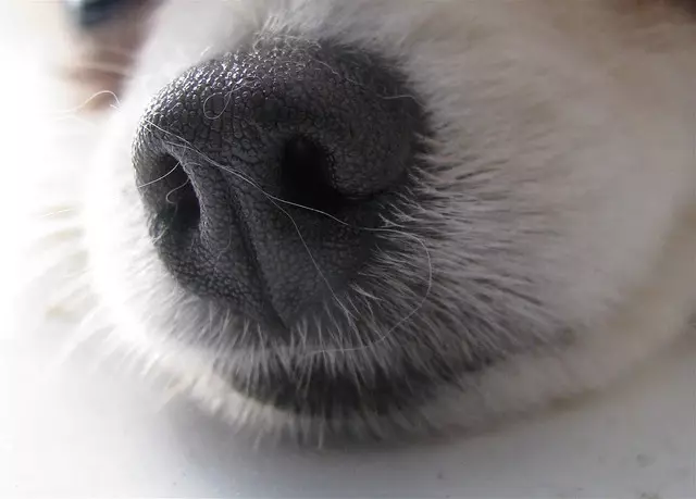 Examine your pet's nose