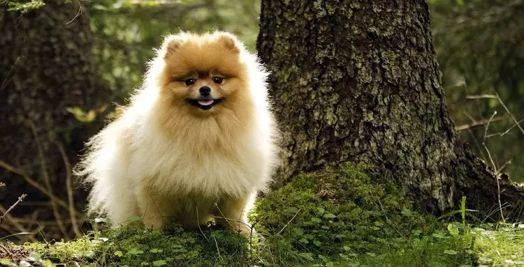 Spitz in the forest