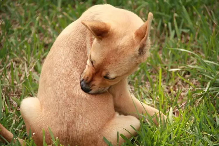 Köpek yavrusu pire arıyor